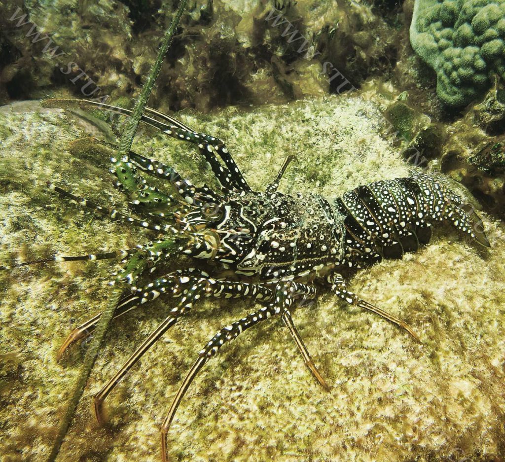 Panulirus guttatus Assessment