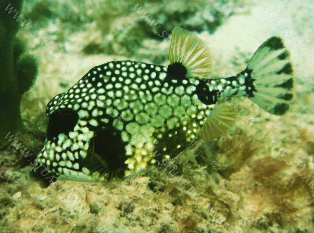 Smooth Trunkfish