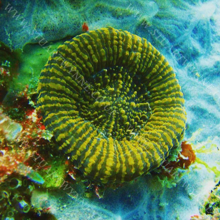 Solitary Disc Coral